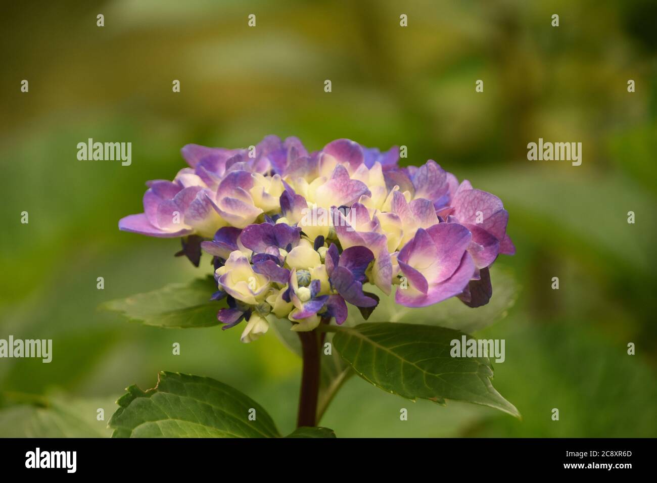 Beautiful blooming and budding purple hydrangea blossom Stock Photo - Alamy