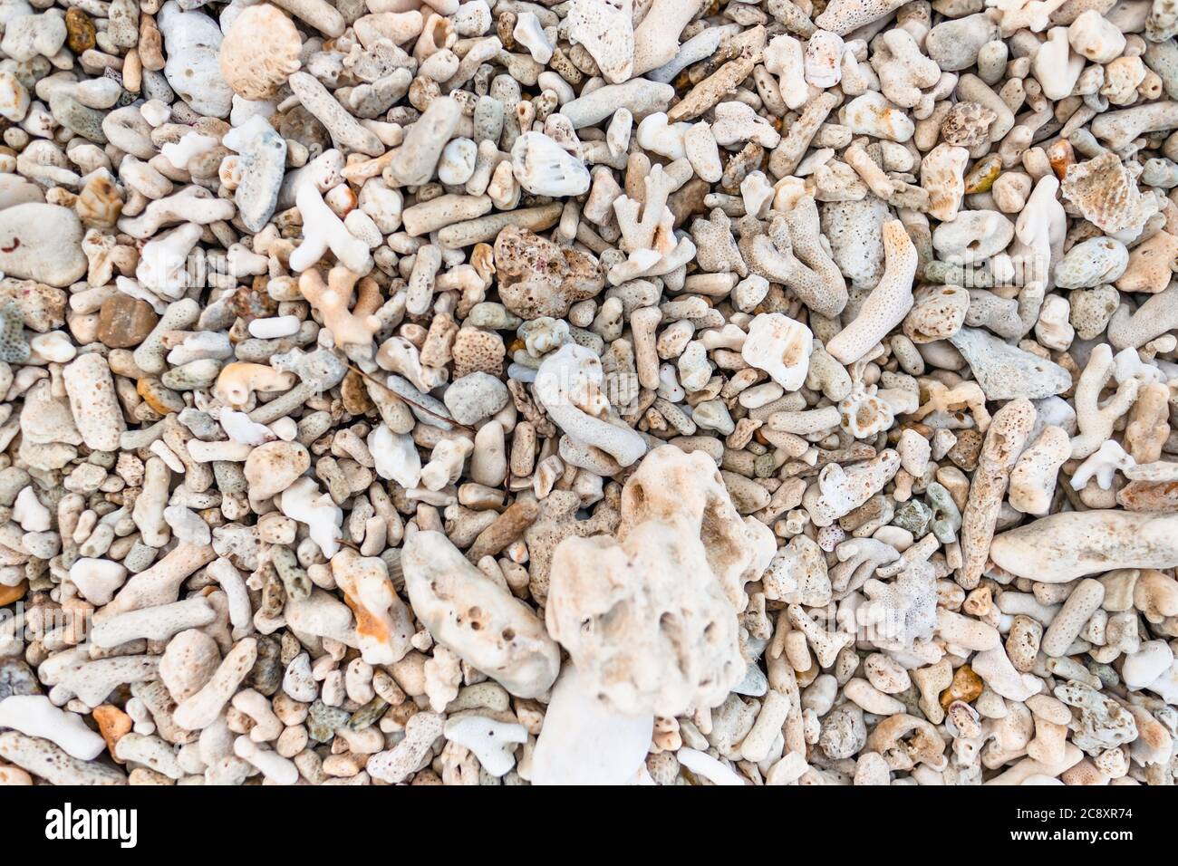 Porous shells hi-res stock photography and images - Alamy
