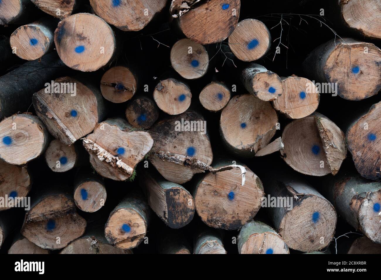 Winter forest. a stack of fallen trees after deforestation ...