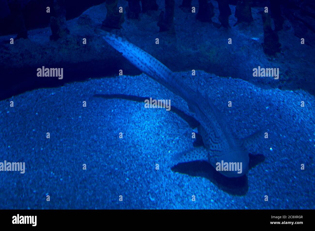 Zebra shark in the lonely ocean, sand, rock, darkness Stock Photo - Alamy