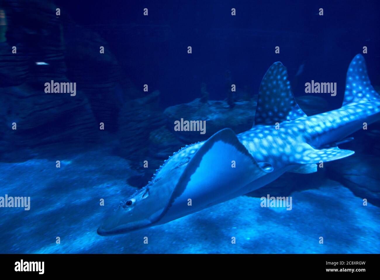 Shark stingray in the dark ocean, sand, rock, lonely Stock Photo - Alamy