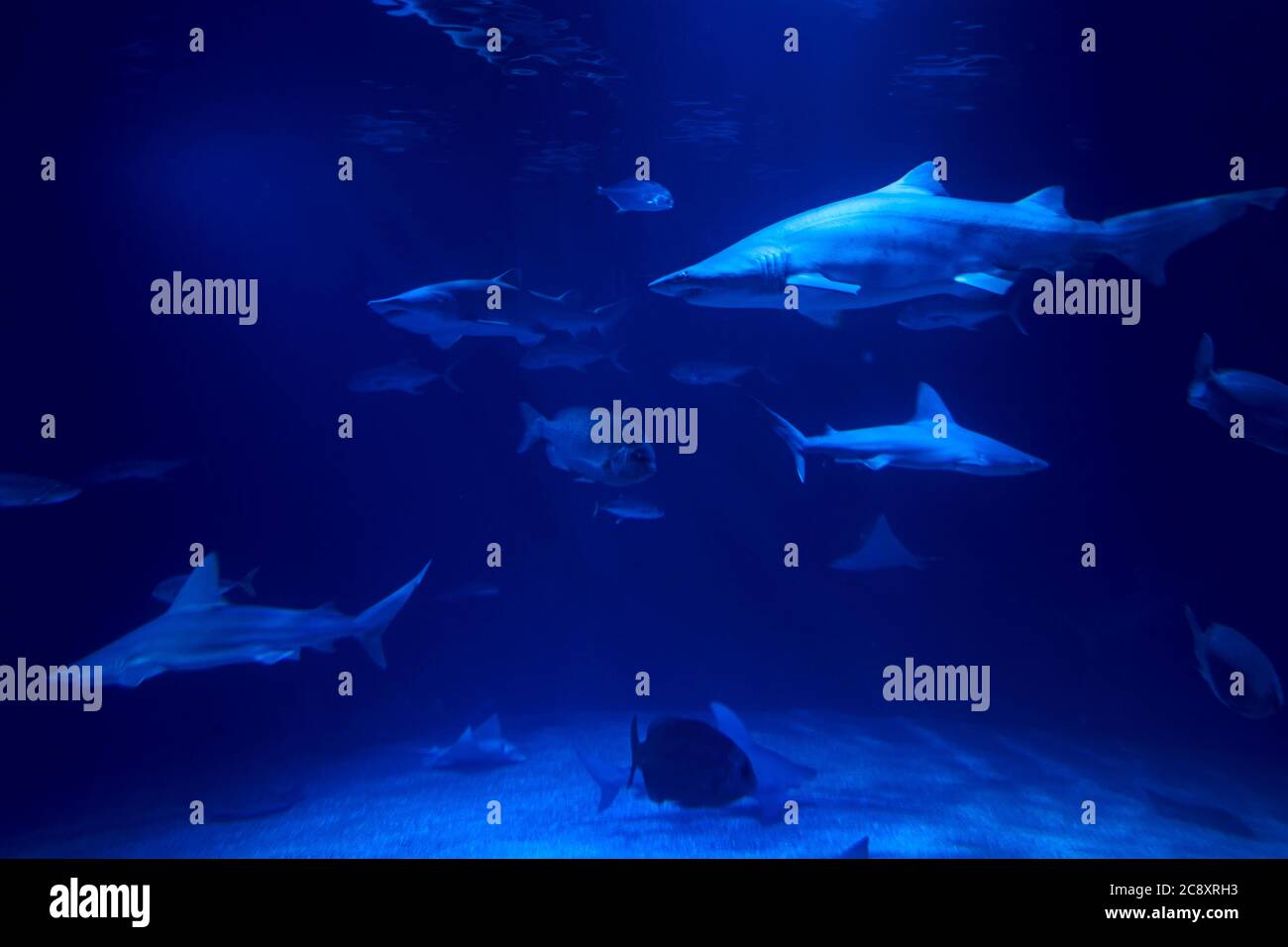 Tiger shark in the ocean surrounded by fish, Depth, sand, rocks ...