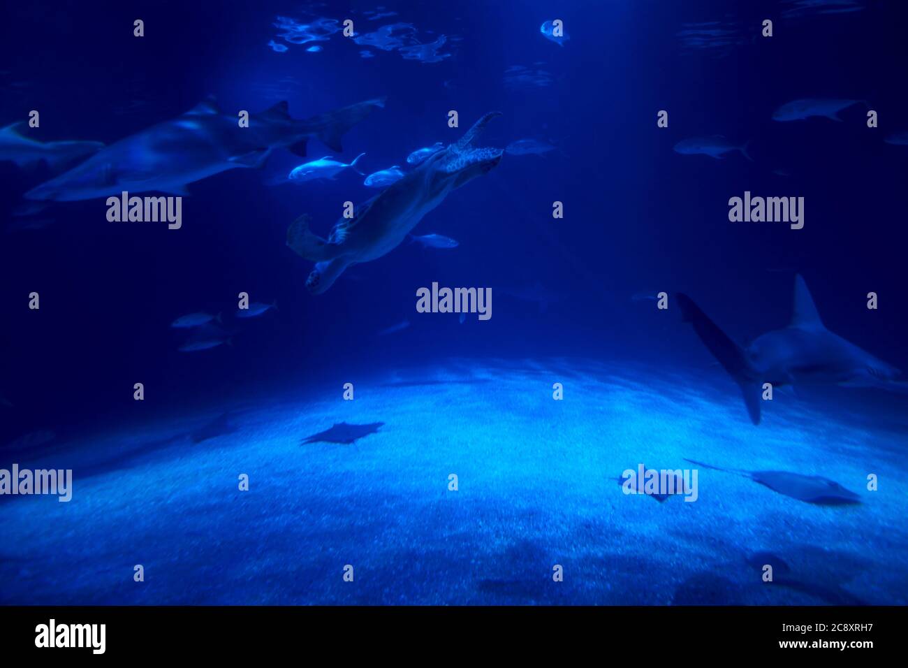 Group of marine animals in the ocean, turtle, fish, shark Stock Photo ...