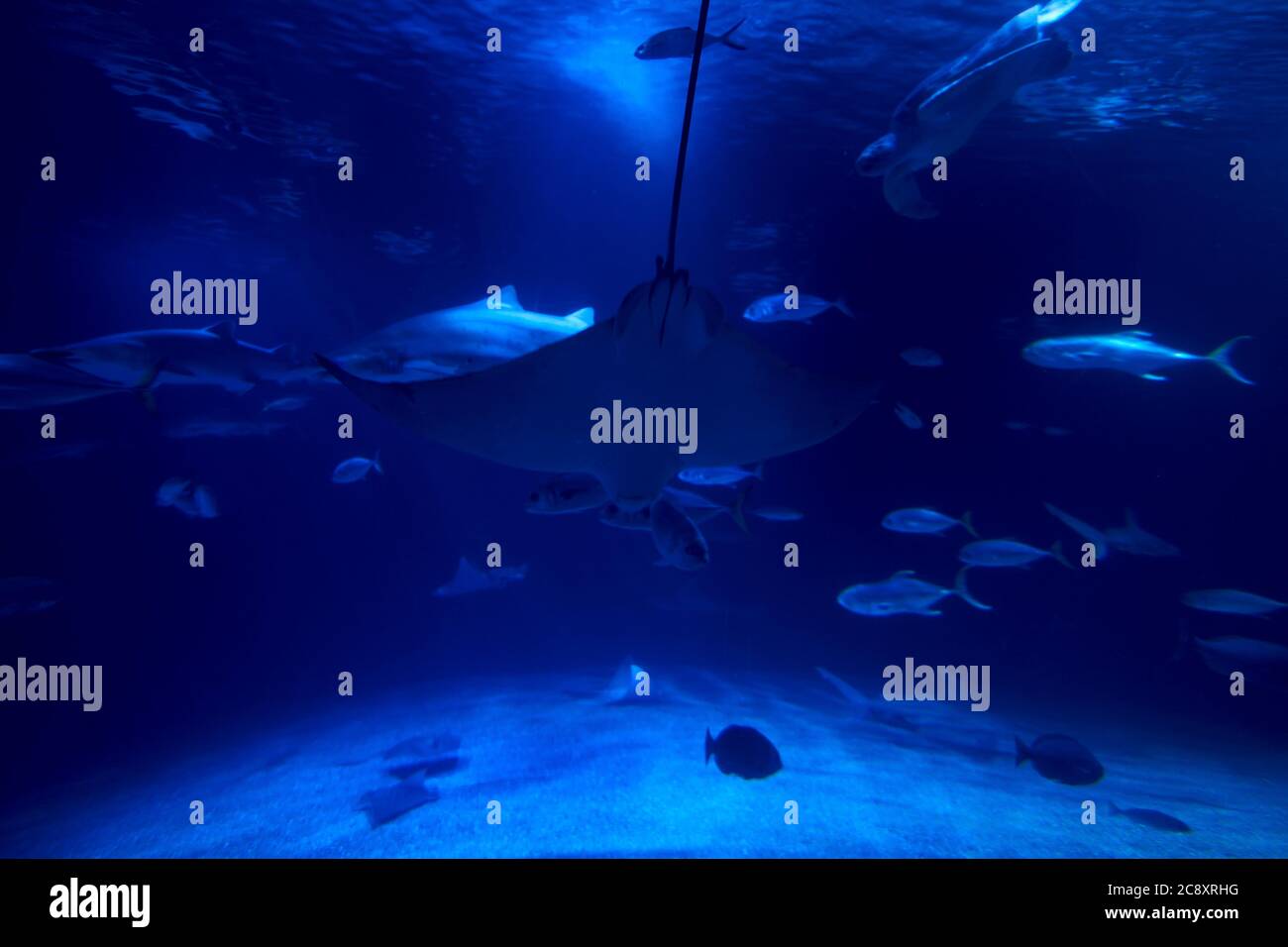 Tiger shark in the ocean surrounded by fish, Depth, sand, rocks ...