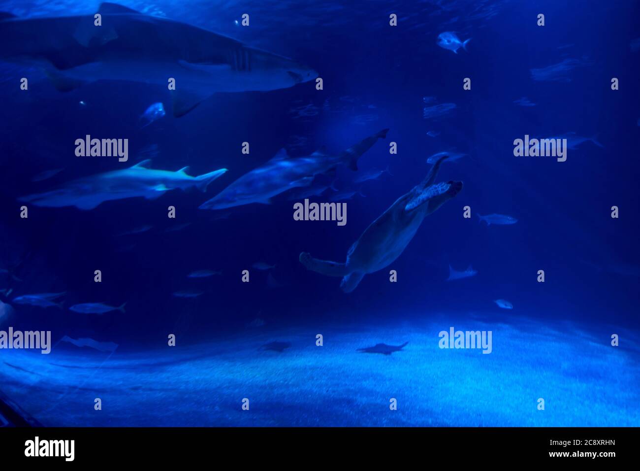 Group of marine animals in the ocean, turtle, fish, shark Stock Photo ...