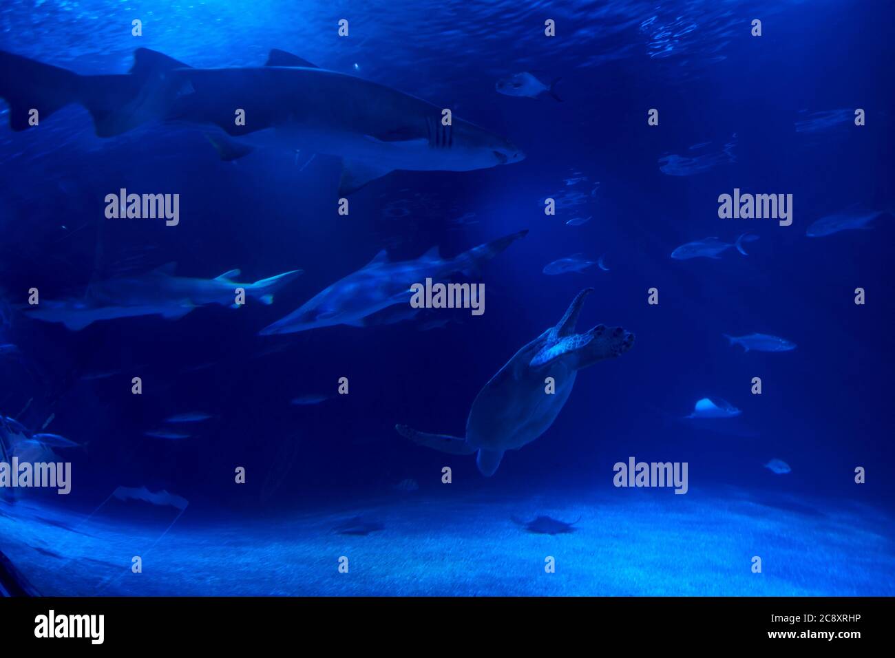 Shark fish turtle hi-res stock photography and images - Alamy