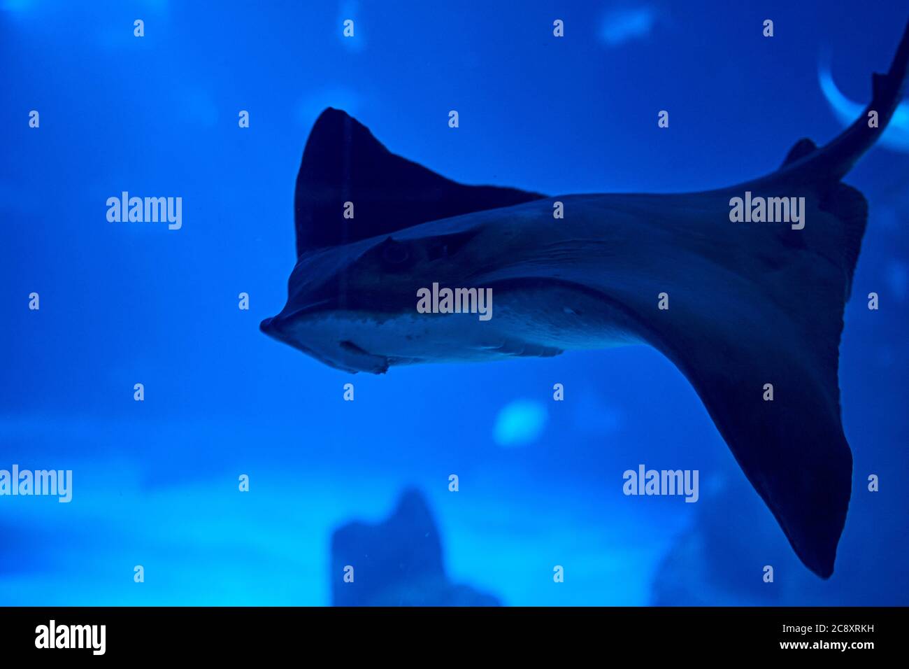 Deep sea fish dark hi-res stock photography and images - Alamy