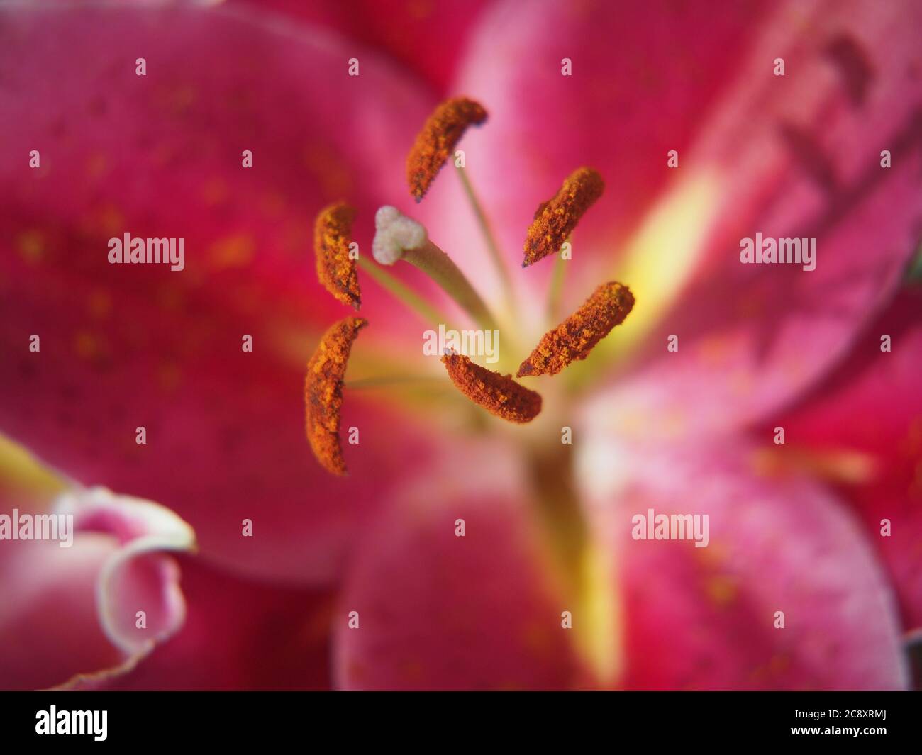 Showing stigma and stamens hi-res stock photography and images - Alamy