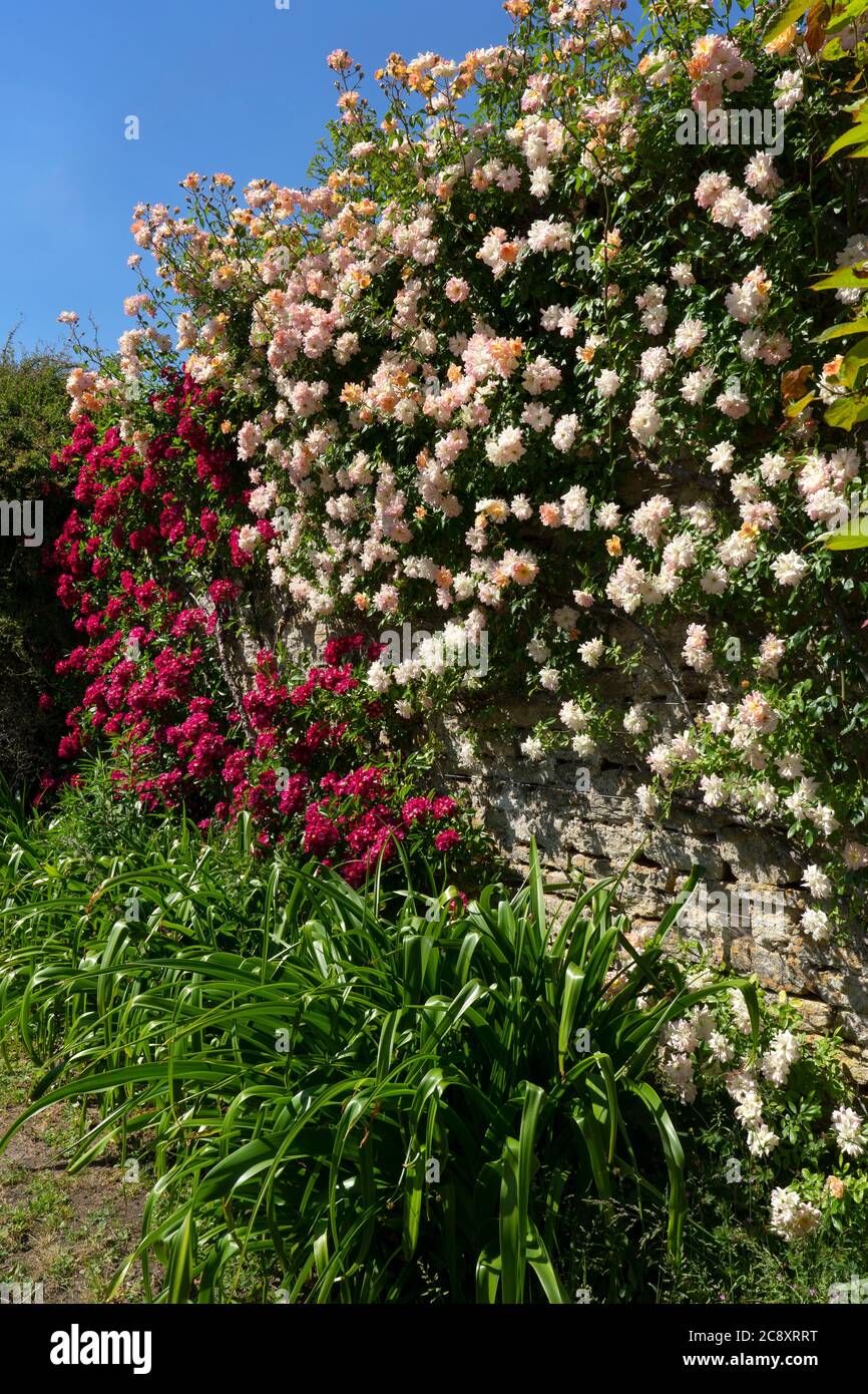 Rousham House and Gardens,Oxfordshire,England Stock Photo - Alamy