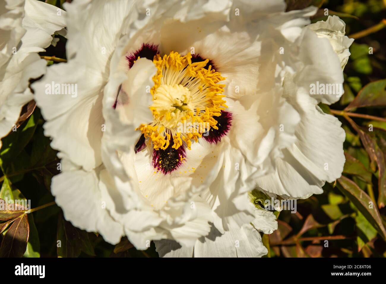 Unusual peony flower, yellow pollen stalks Stock Photo - Alamy