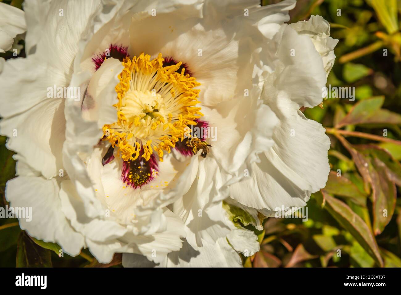Peony collection hi-res stock photography and images - Alamy