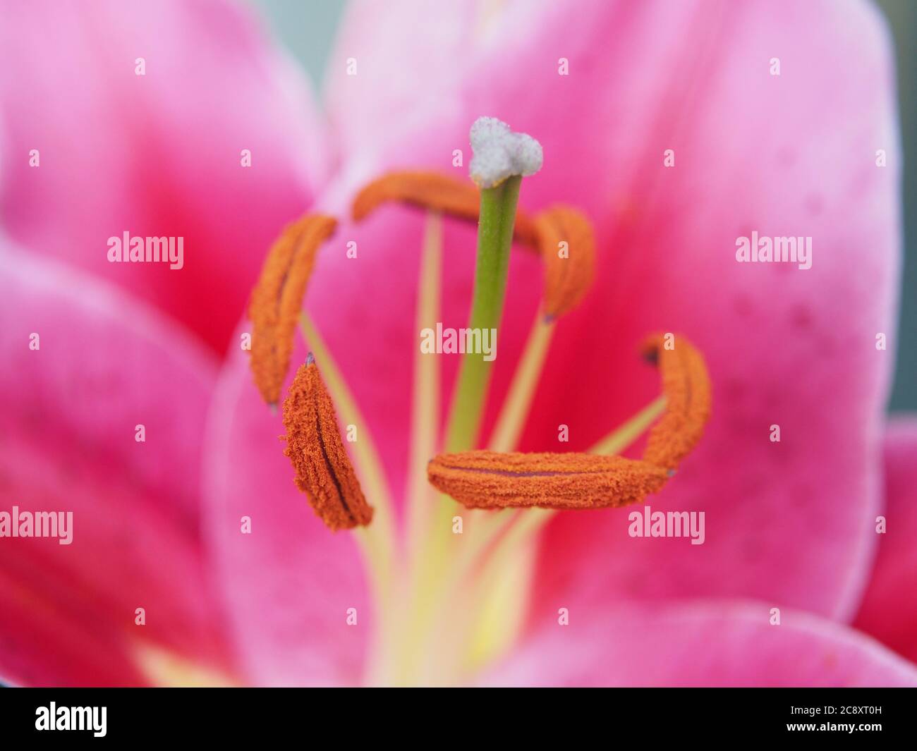 Single pink lily in close up showing stigma and stamens Stock Photo - Alamy