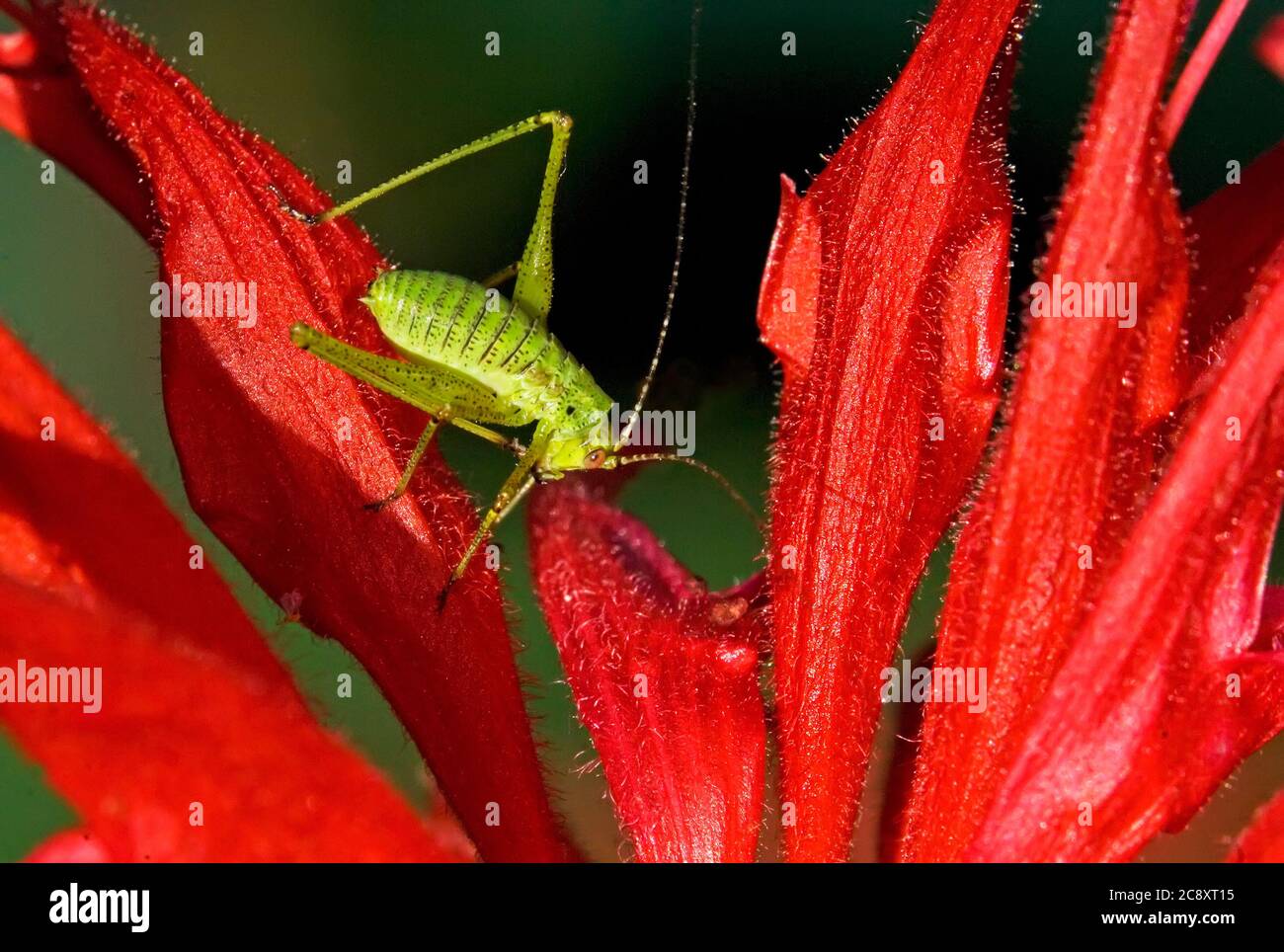 Attracting insects hi-res stock photography and images - Alamy