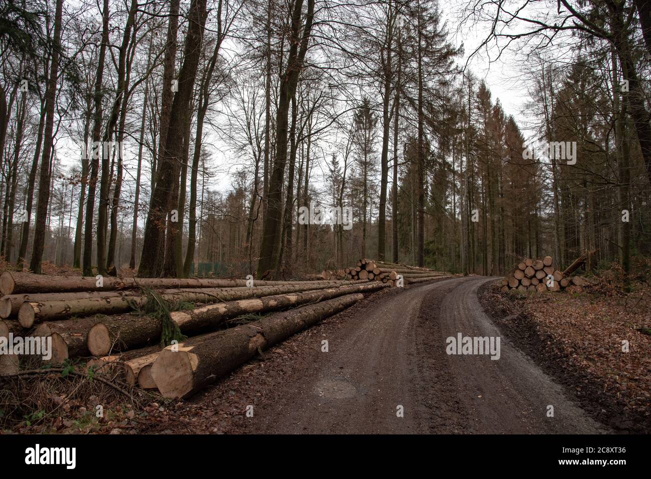 Winter forest. Photographed in Germany in January Stock Photo - Alamy
