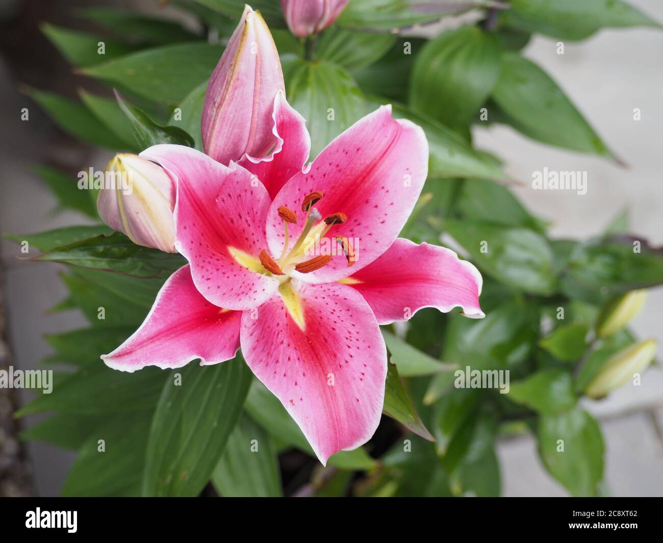 Pink lily flower showing stigma and stamens Stock Photo - Alamy