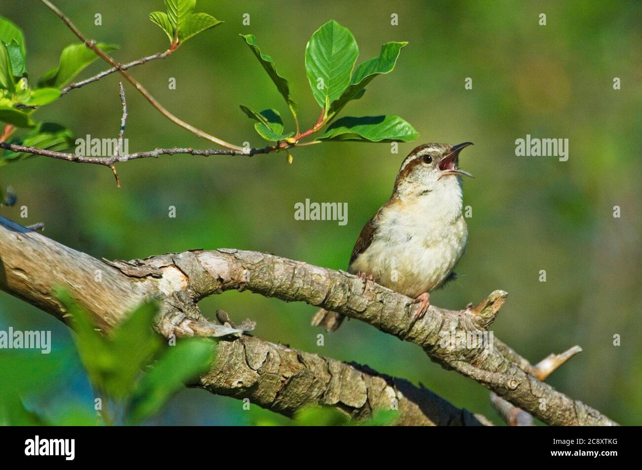 Carolina wren singing Stock Photo - Alamy