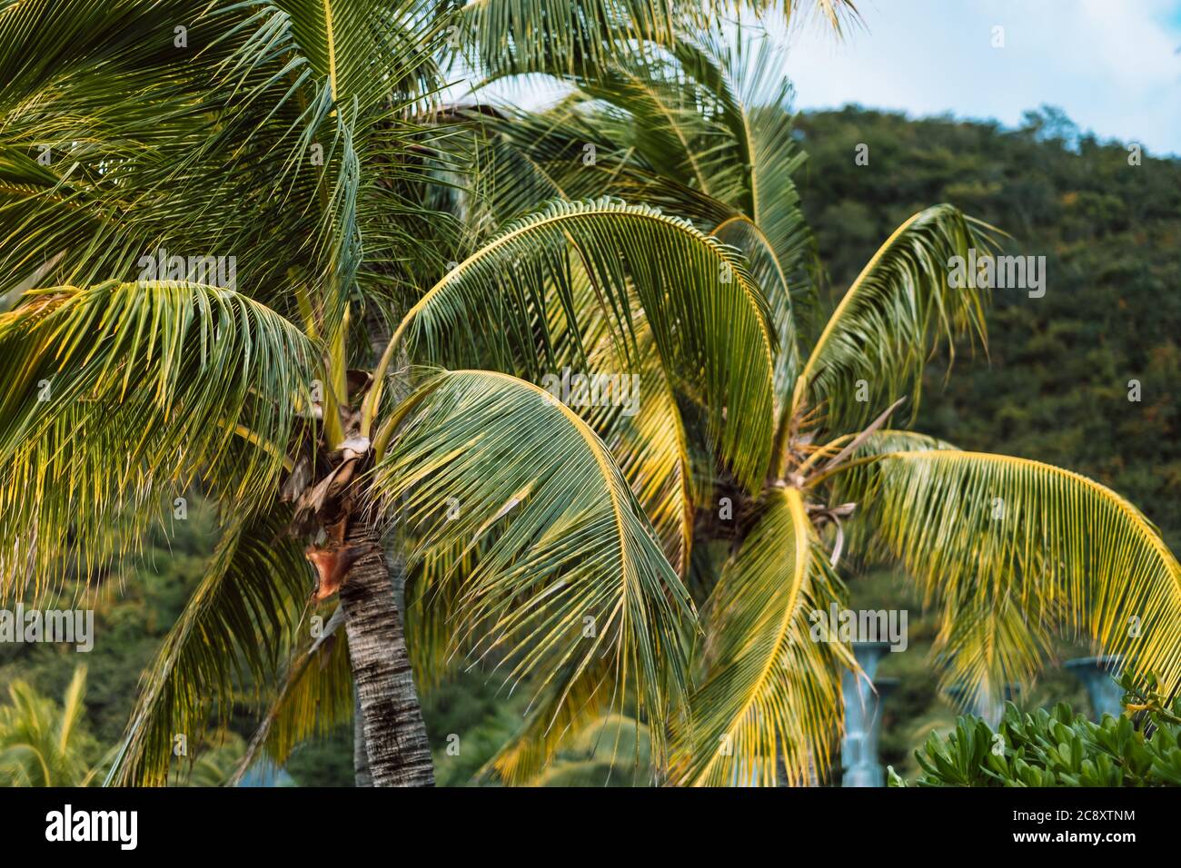 Green palm trees against the background of sky, natural tropic ...