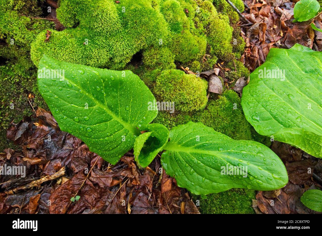 Skunk cabbage in fresh-water swamp habitat Stock Photo - Alamy