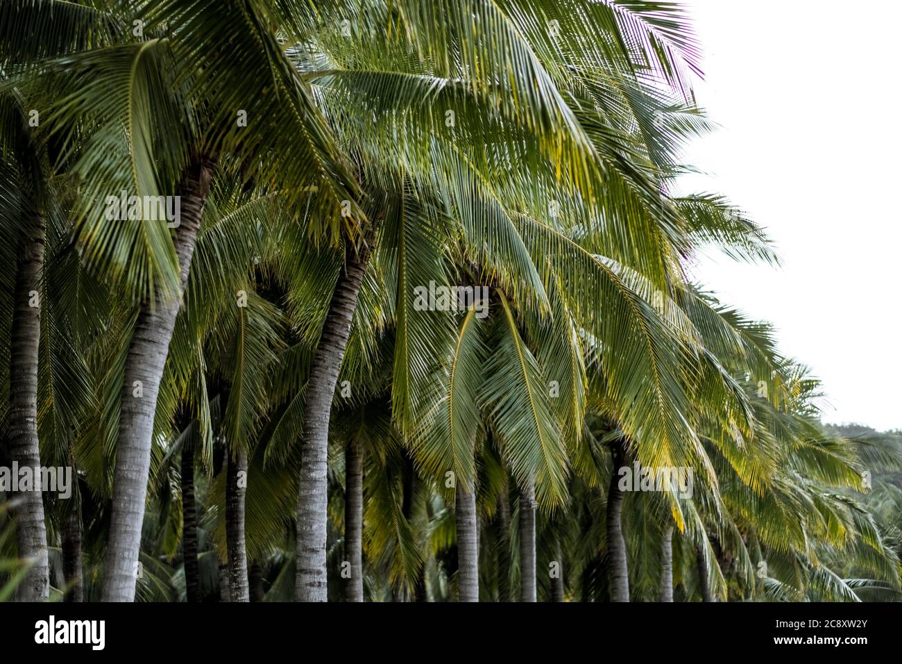 Palm grove trees in a row, tropical background Stock Photo - Alamy