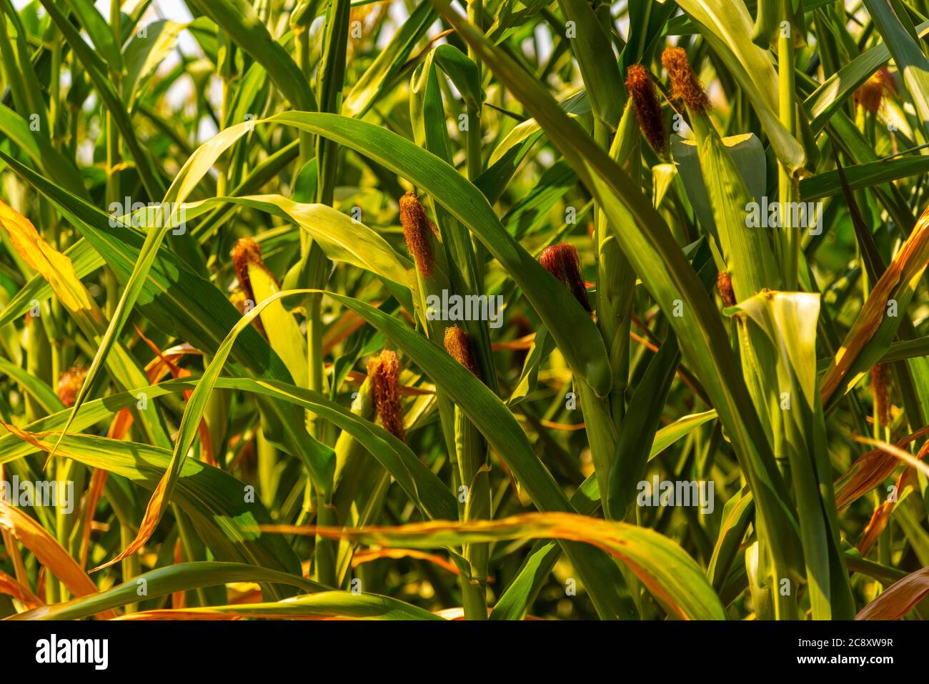 Corn cobs. The word corn comes from the common Latin mĭlĭum, due to the ...