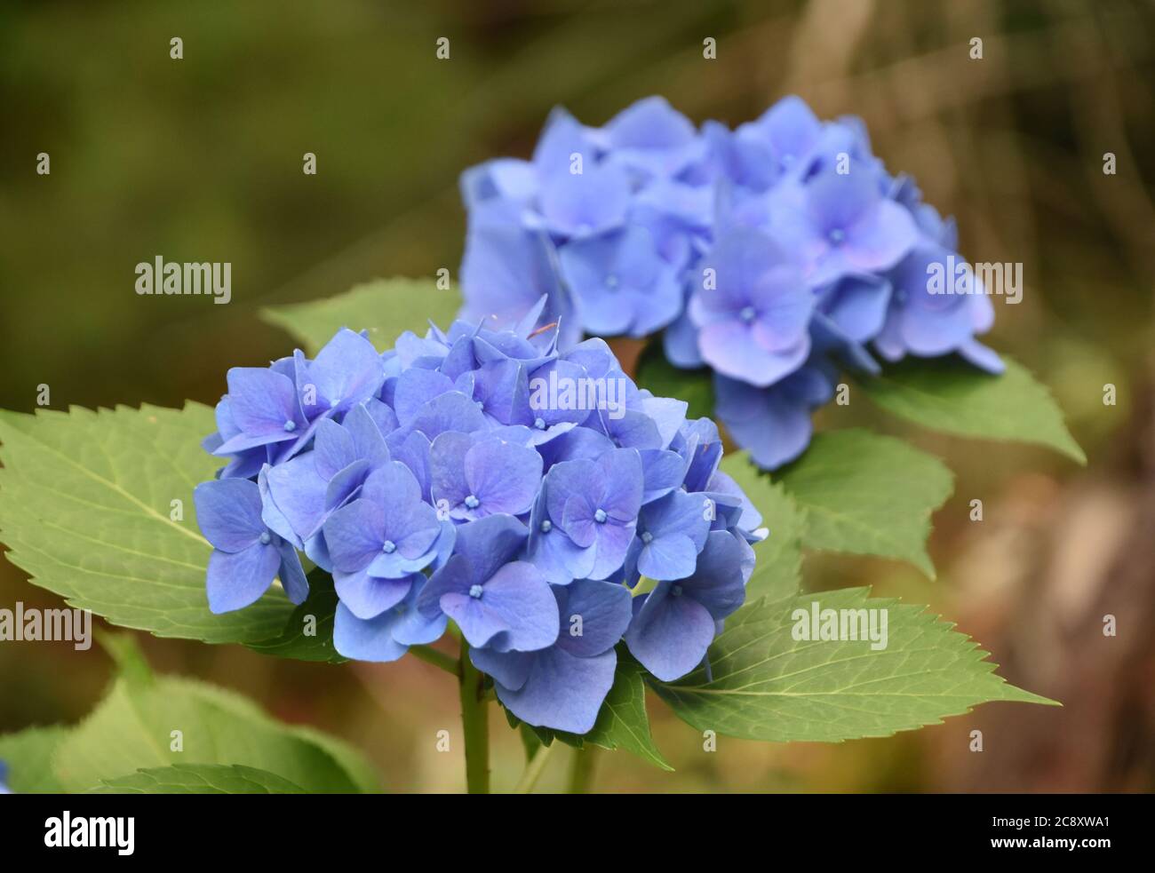 Gorgeous blue hydrangea flower blossoms blooming and flowering Stock ...