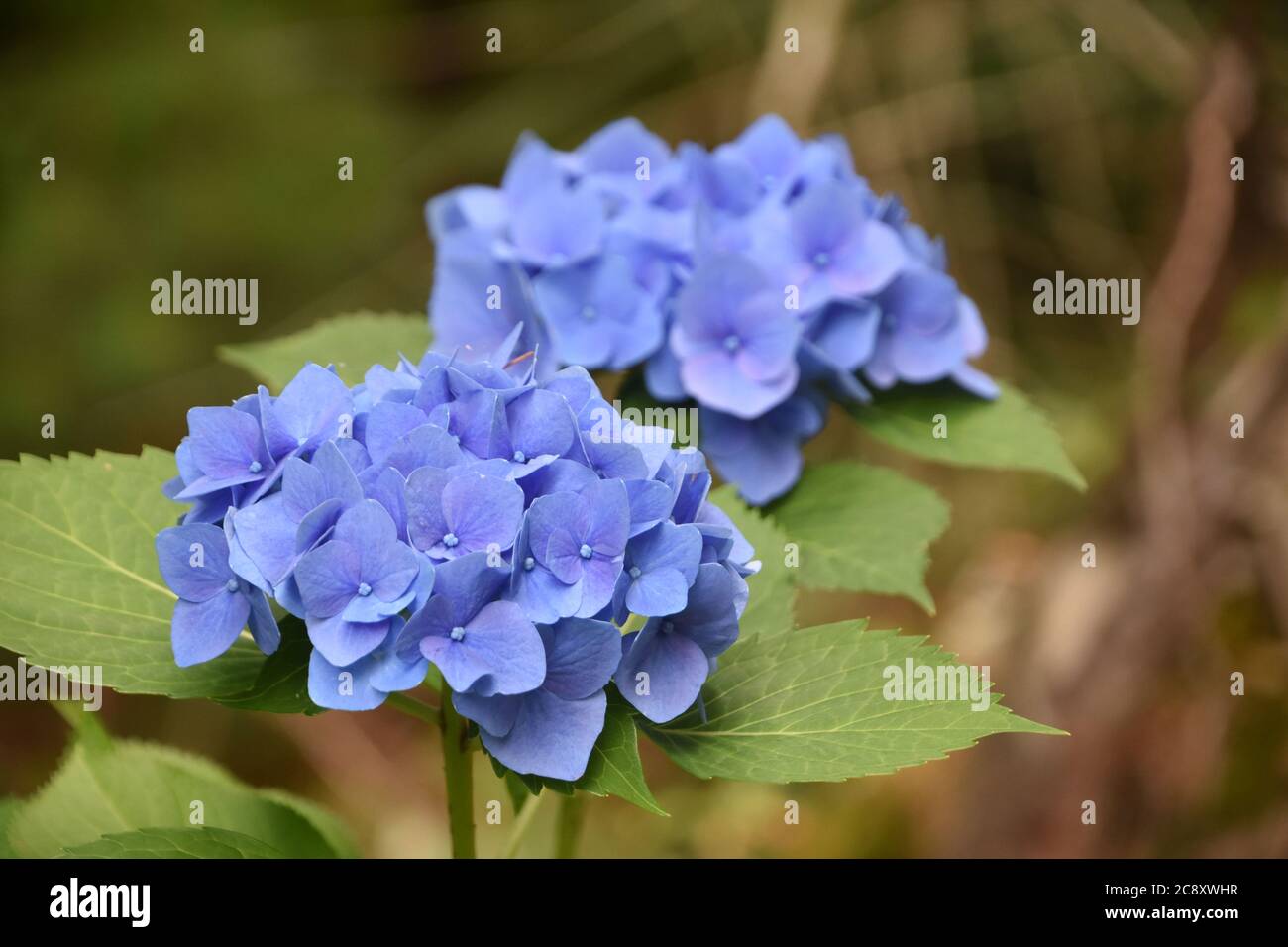Flowering and blooming bright blue hydrangea blossoms Stock Photo - Alamy