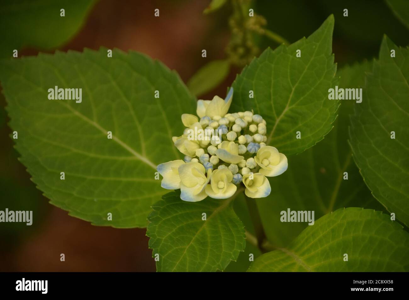Pretty budding cream hydrangea bush with hints of blue Stock Photo - Alamy