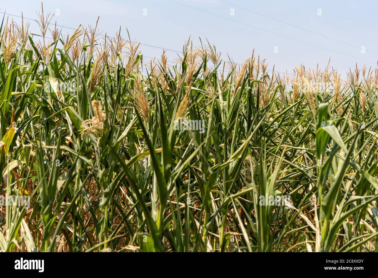 Zea mays pollen hi-res stock photography and images - Alamy