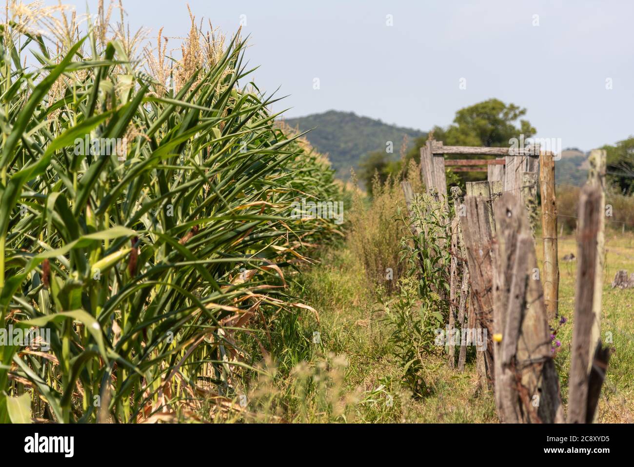 Zea mays pollen hi-res stock photography and images - Alamy