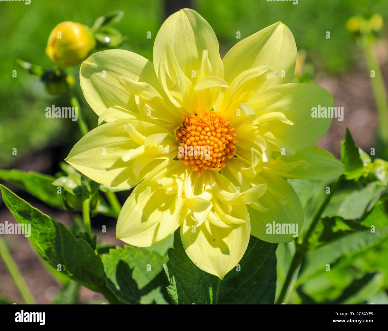 Close up shot of a yellow flower head of a Dahlia 'Yellow Bird' at the ...