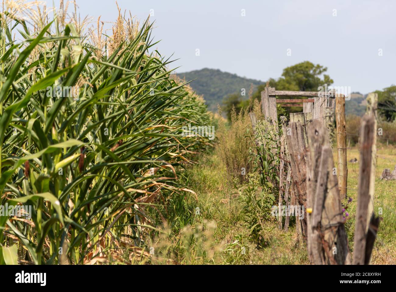 Zea mays pollen hi-res stock photography and images - Alamy