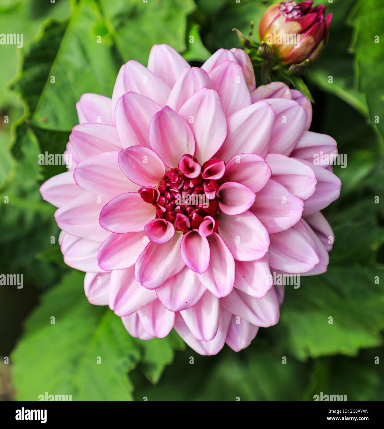 Close up shot of a pink flower head of a Dahlia 'Creme De Cassis' at ...