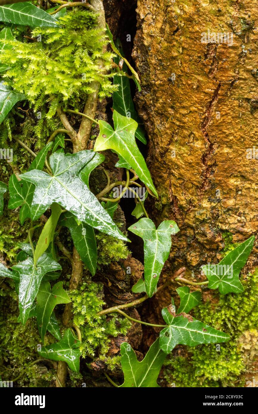 Invasive Art High Resolution Stock Photography and Images - Alamy
