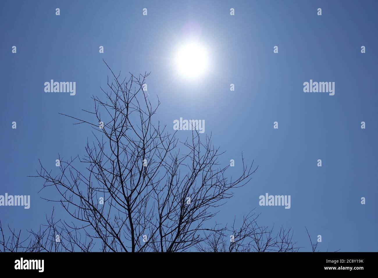 Blazing hot sun on withered charred tree branches under clear blue sky ...