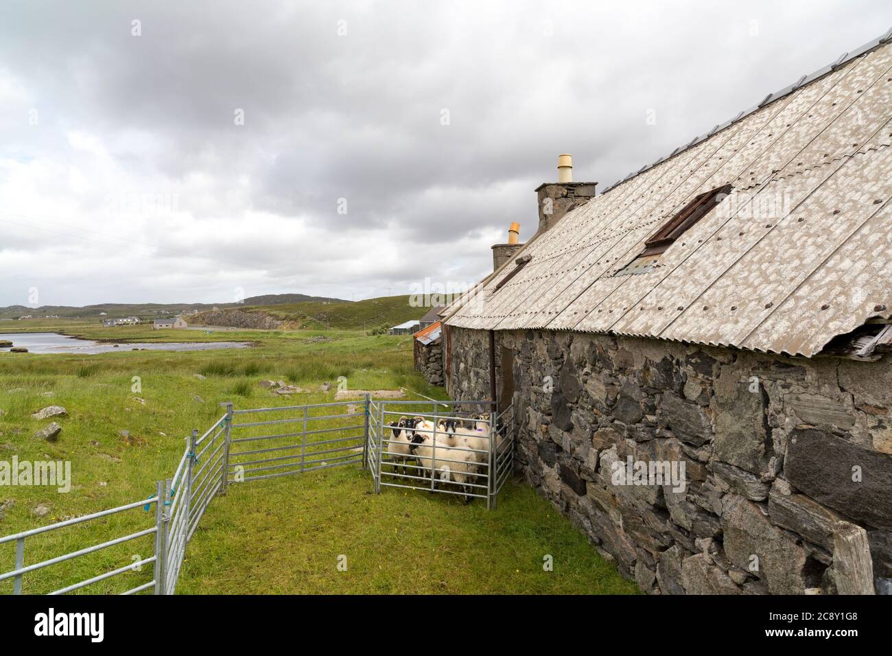 Ovis arias hi-res stock photography and images - Alamy