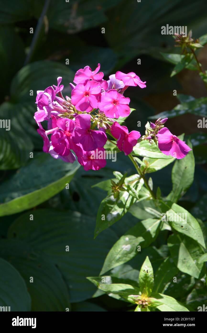 phlox paniculata with bright pink flowers in summer sun Stock Photo - Alamy