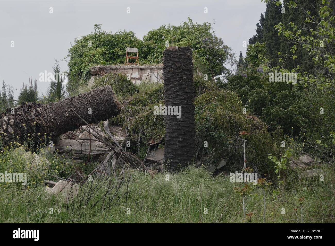 Chair on abandoned house roof and withered palm trees infected by ...