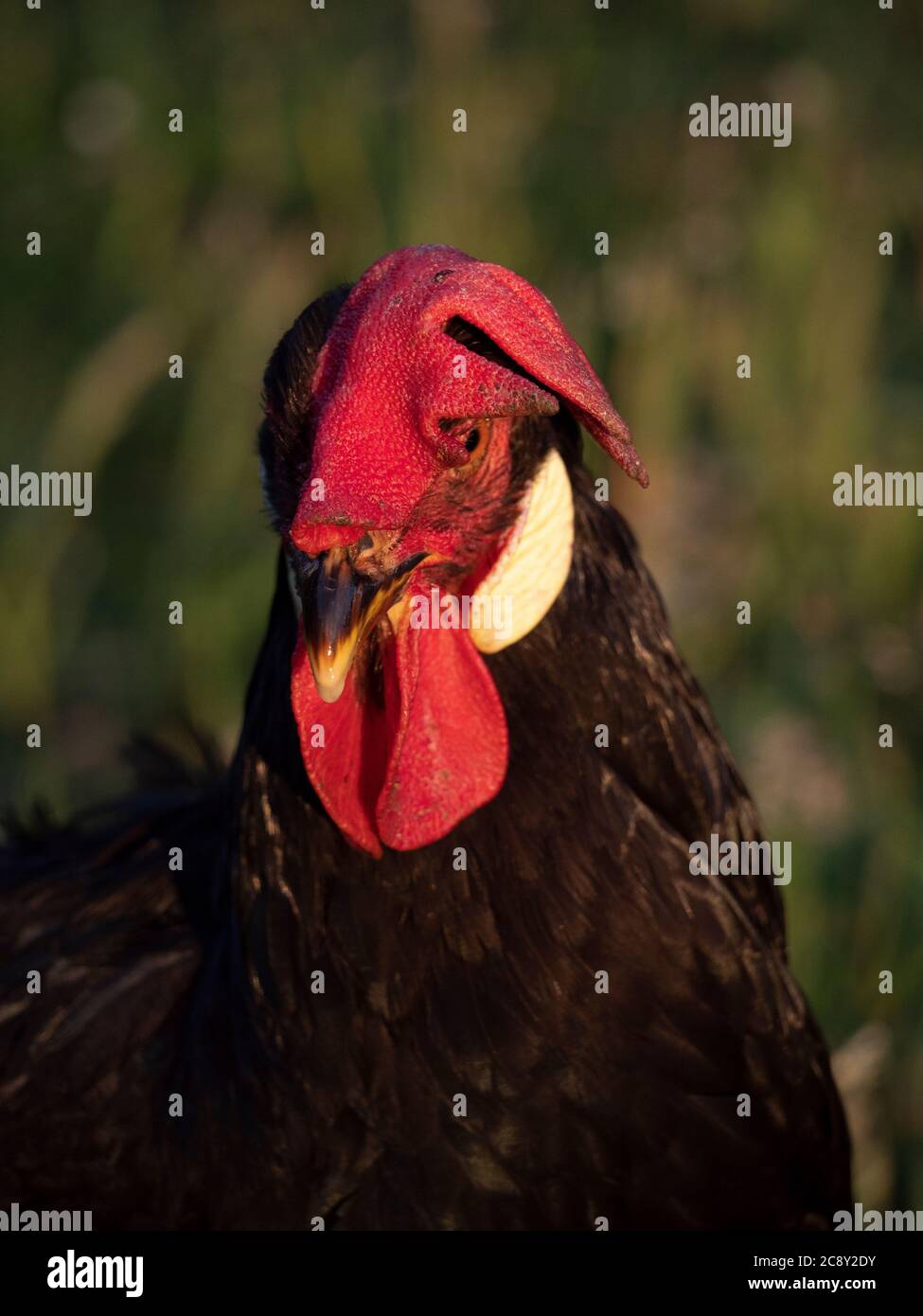 Portrait of Black Chicken Stock Photo - Alamy