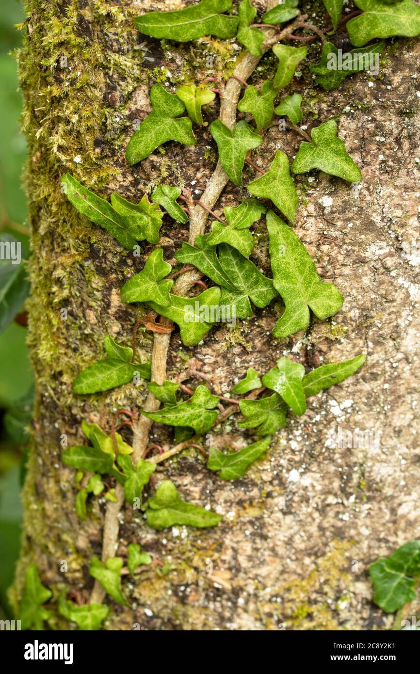 Invasive Art High Resolution Stock Photography and Images - Alamy