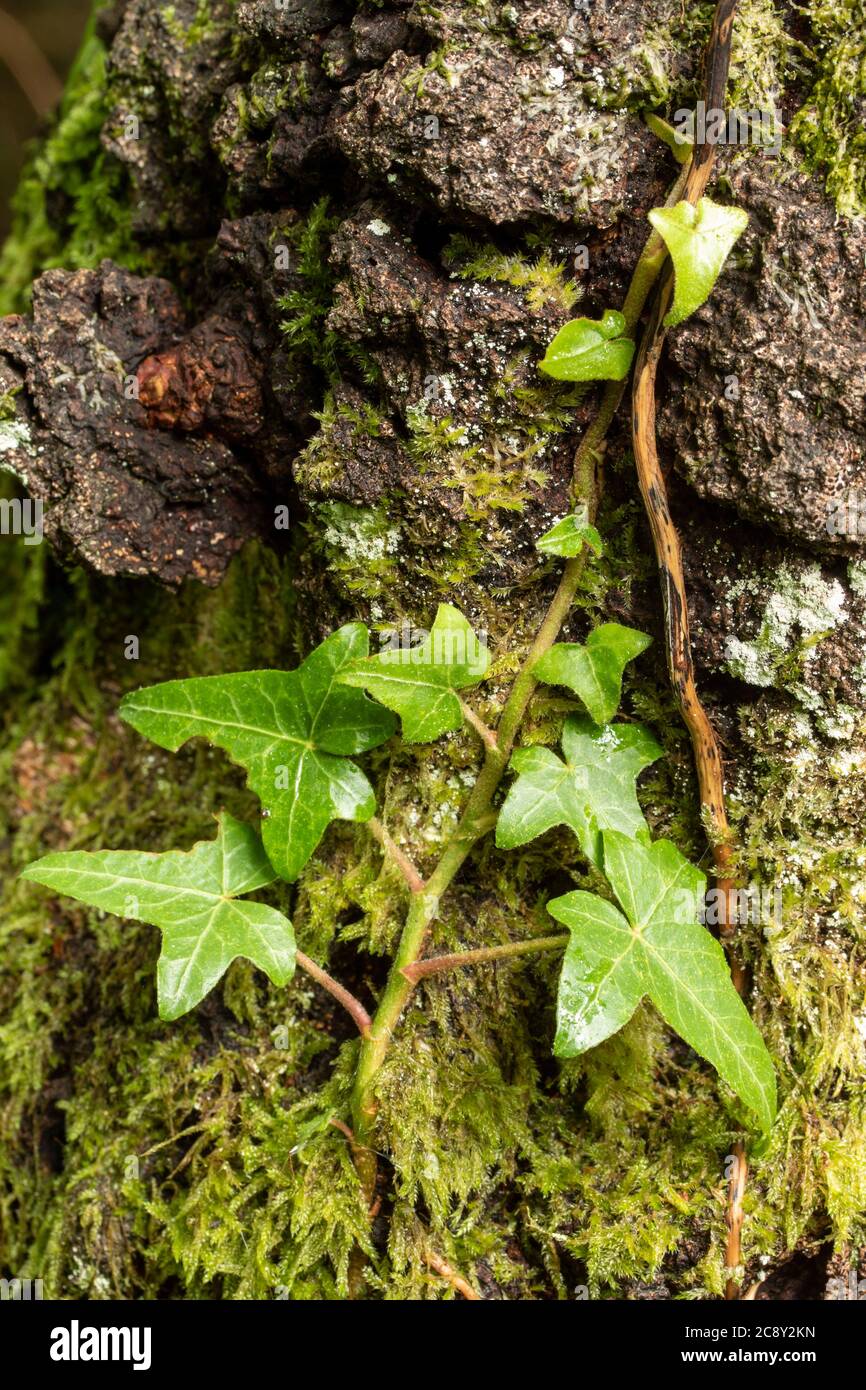 Invasive Art High Resolution Stock Photography and Images - Alamy