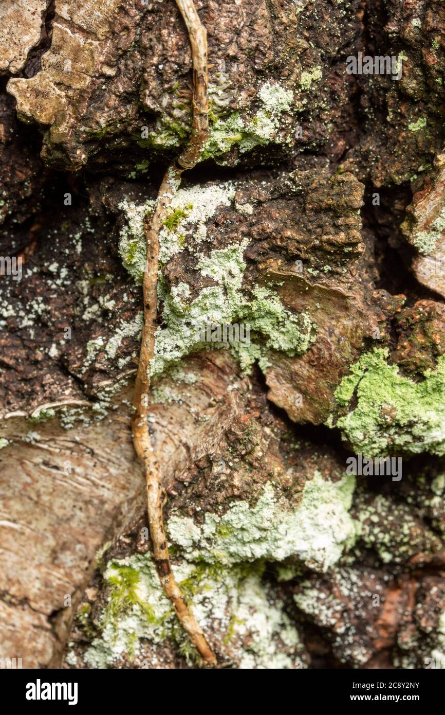Close-up patterns and textures in tree bark, patterns in nature Stock ...