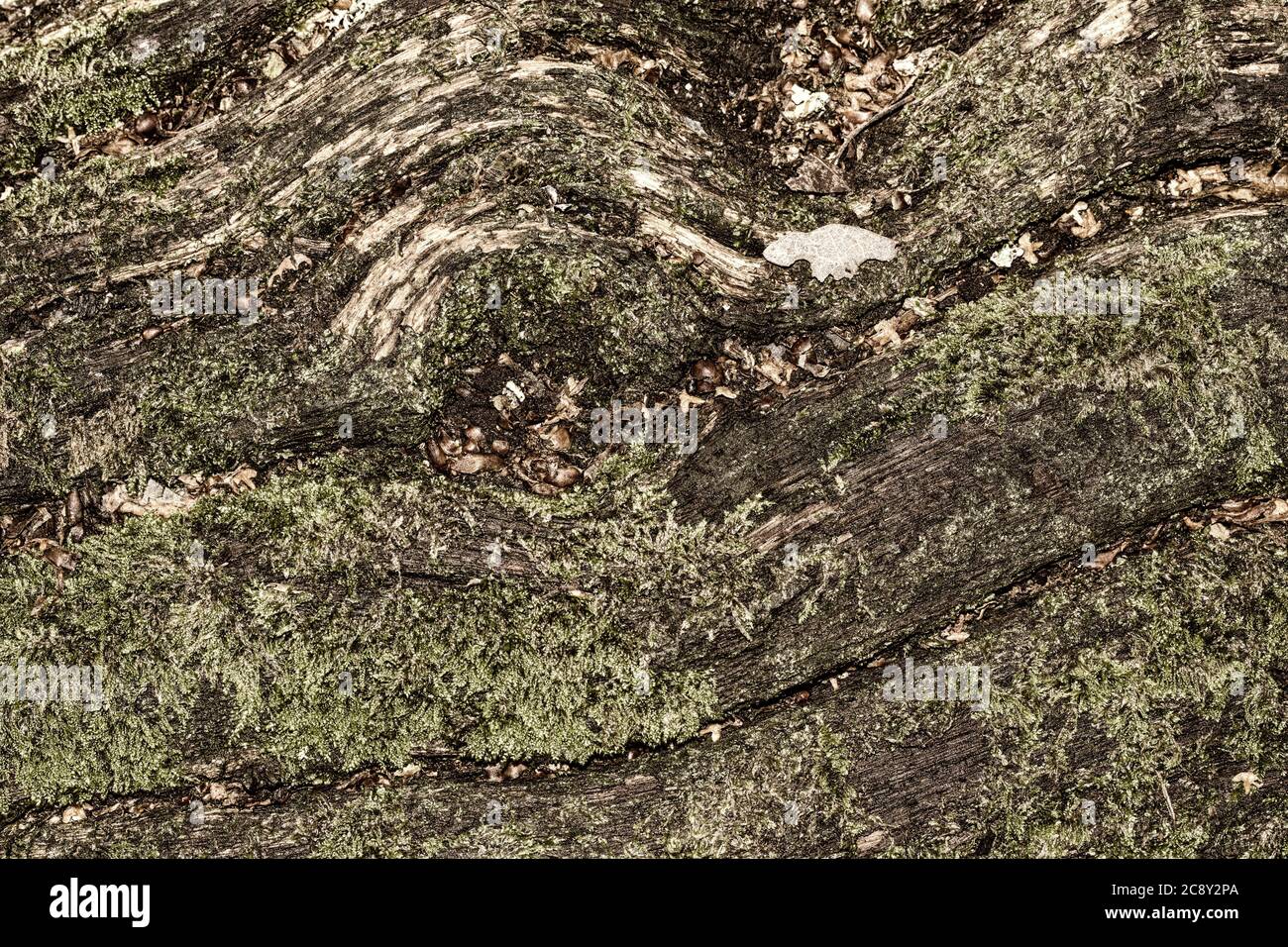 Close-up patterns and textures in tree bark, patterns in nature Stock ...