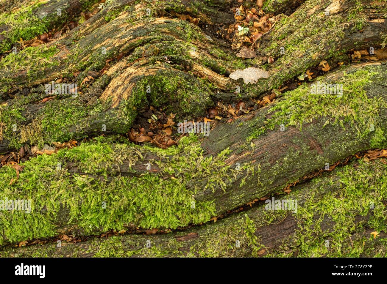 Close-up patterns and textures in tree bark, patterns in nature Stock ...