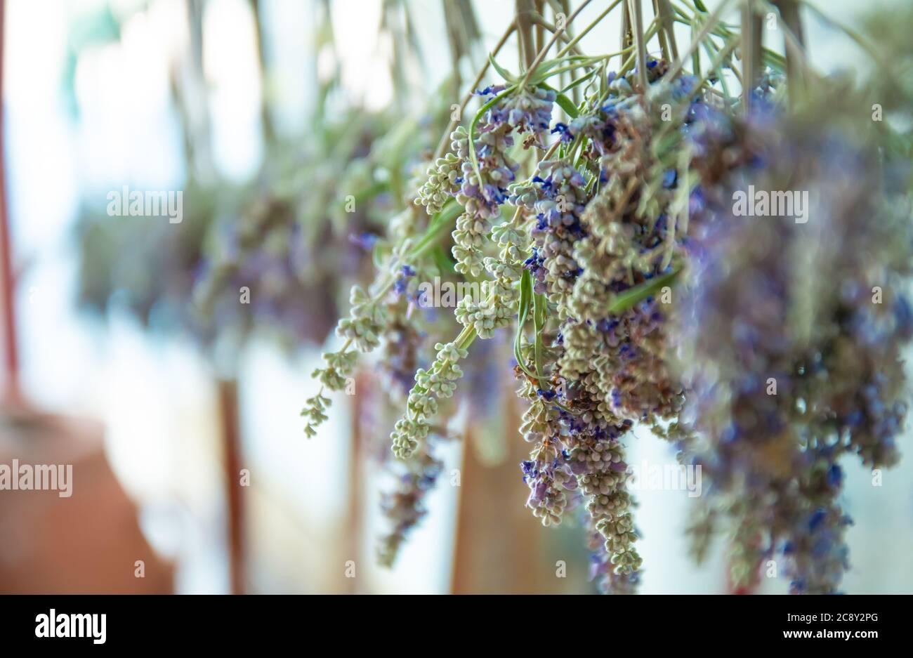 Hanging lavender bunches hi-res stock photography and images - Alamy