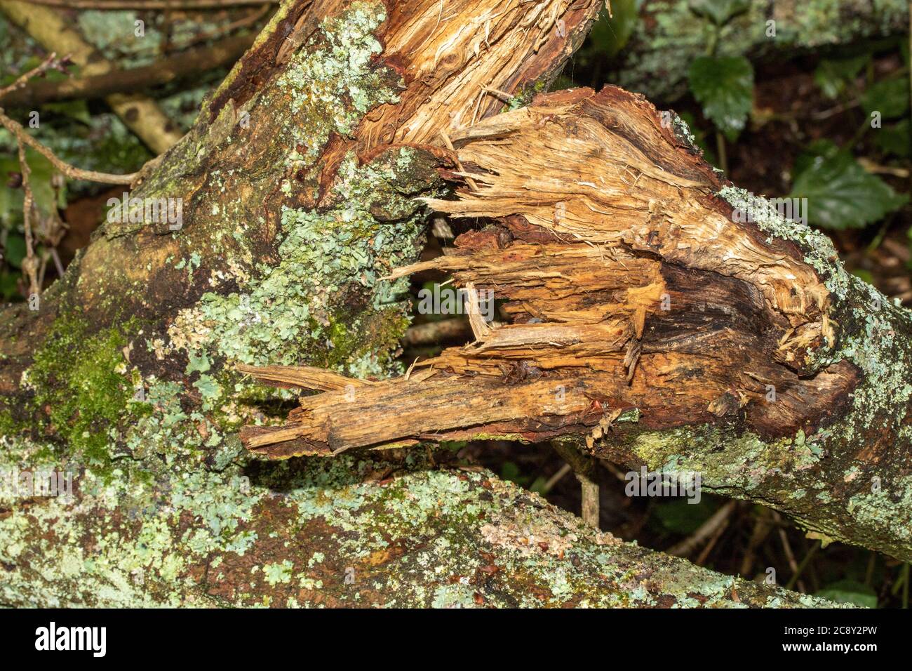 Close-up patterns and textures in tree bark, patterns in nature Stock ...