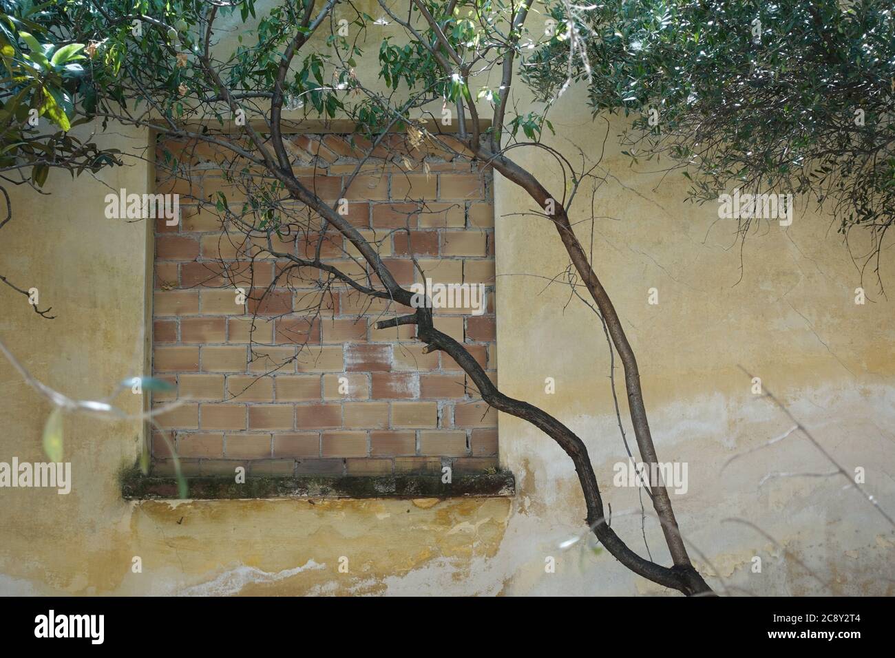 Bricked up window obscured by tree branches. Abandoned house exterior ...