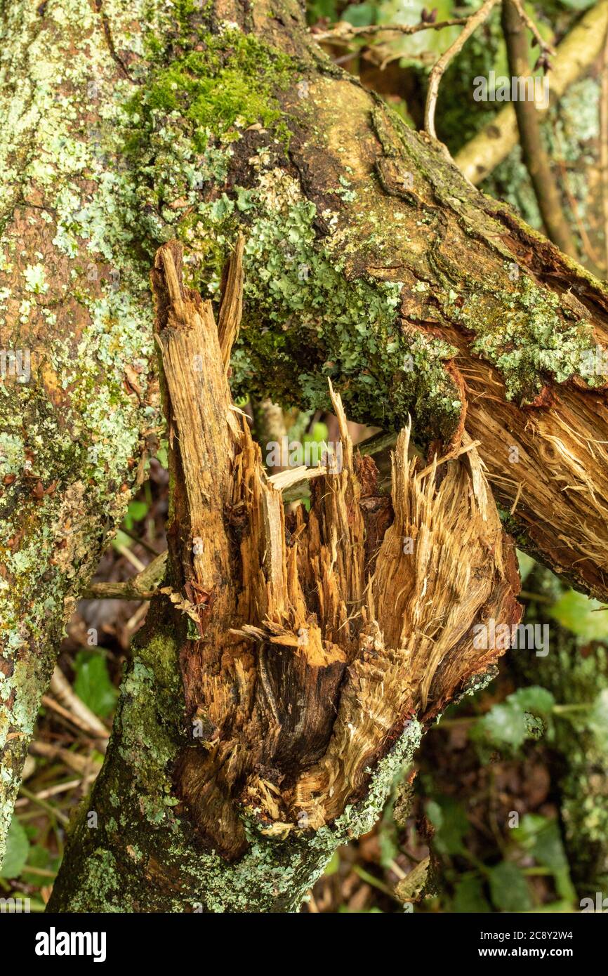 Close-up patterns and textures in tree bark, patterns in nature Stock ...