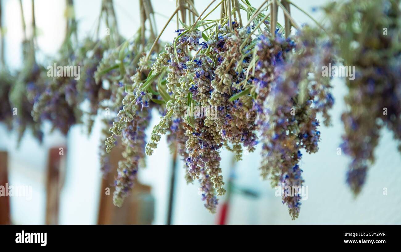 Hanging lavender bunches hi-res stock photography and images - Alamy
