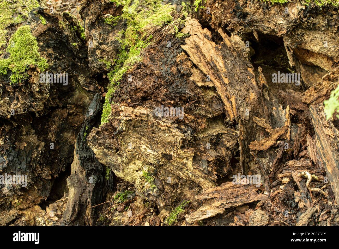 Close-up patterns and textures in tree bark, patterns in nature Stock ...