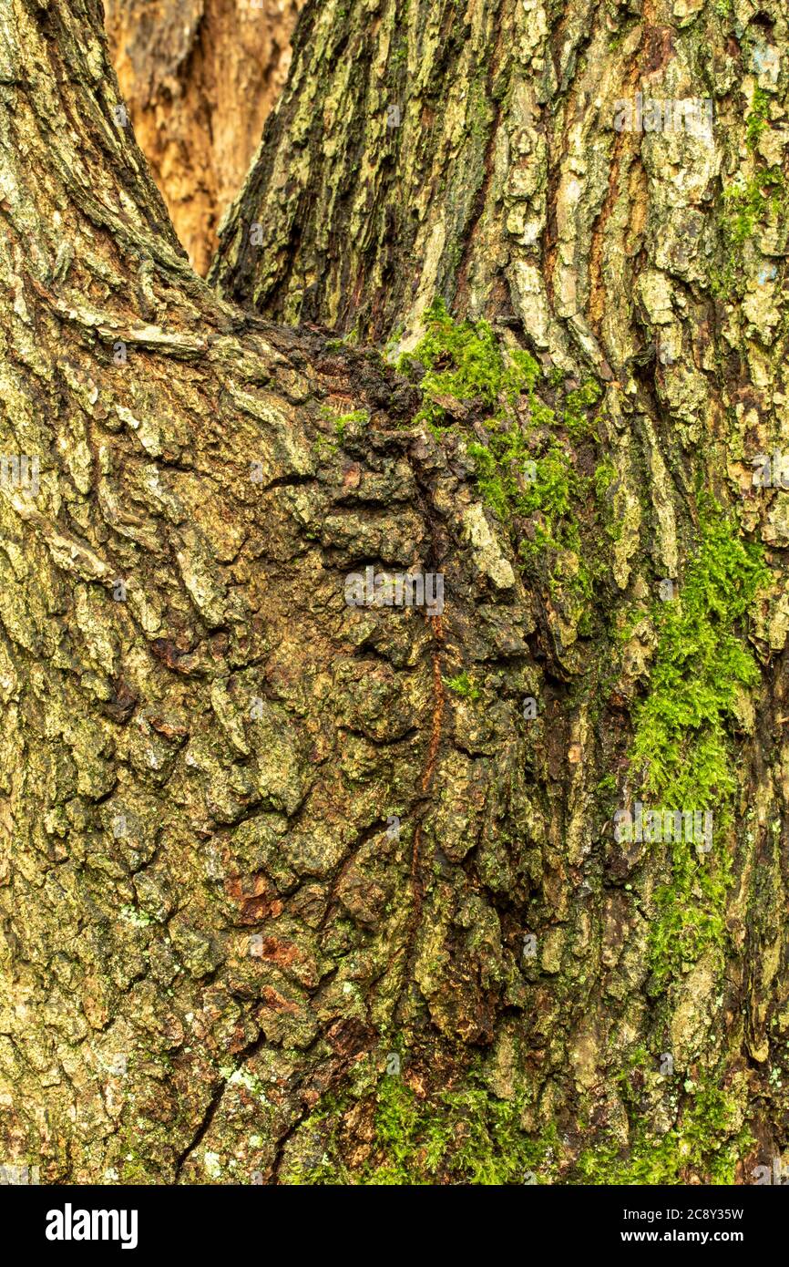 Close-up patterns and textures in tree bark, patterns in nature Stock ...